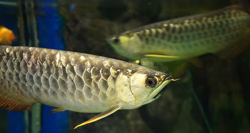 Arowana D'or Vue Sur Le Poisson En Gros Plan Dans Un Aquarium Image ...