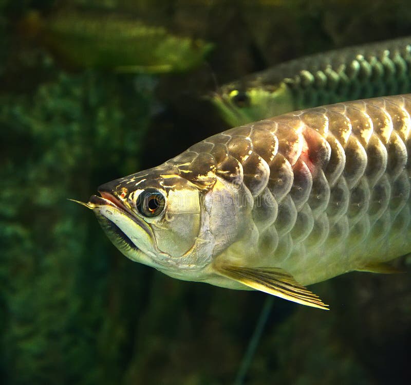 Arowana D'or Vue Sur Le Poisson En Gros Plan Dans Un Aquarium Image ...
