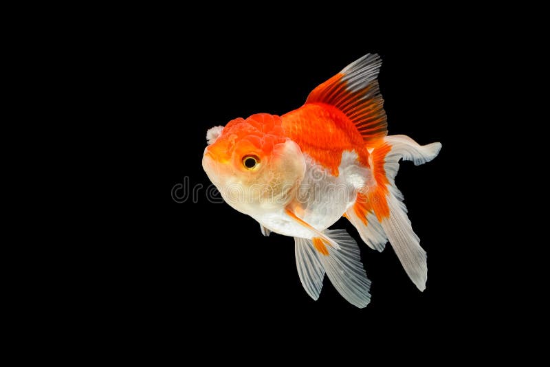 Poissons Rouges D'oranda De Capuchon Image stock - Image du étang, bain ...