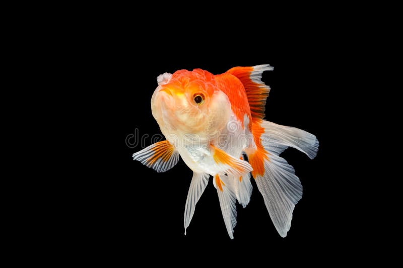 Poissons Rouges D'oranda De Capuchon Image stock - Image du étang, bain ...