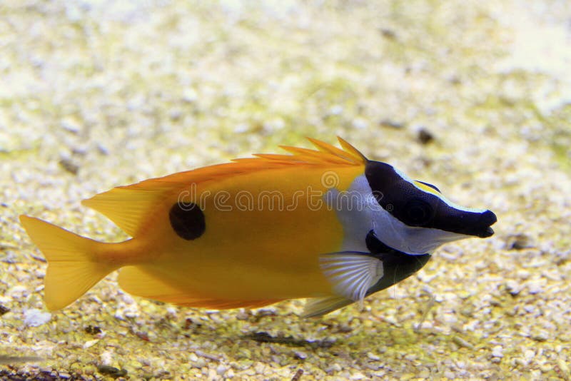 Poissons d'eau de mer photo stock. Image du personne - 29554456