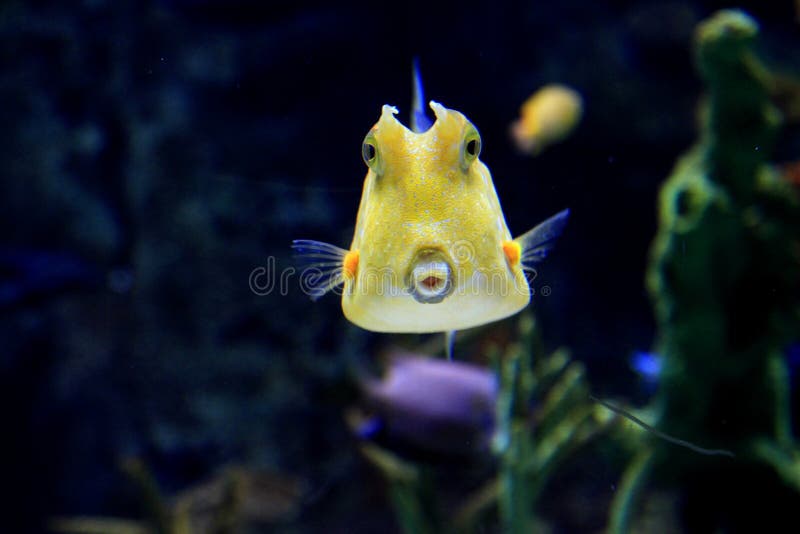 Poissons d'eau de mer 2 photo stock. Image du poissons - 29554522