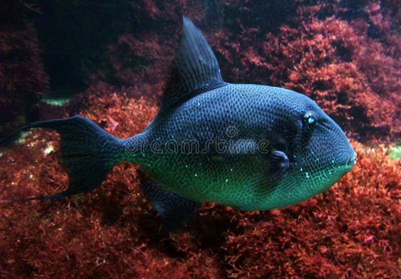 Poisson De Mer Dans Le Dos De Rouge Photo stock - Image du sauvage ...