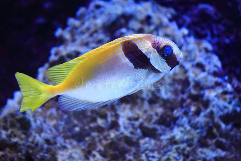 Poissons D'eau De Mer Exotiques Photo stock - Image du rouge, tropique ...