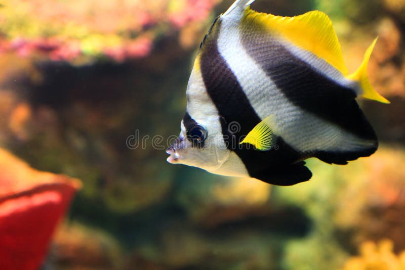 Poissons D'eau De Mer Tropicaux Image stock - Image du illustration ...