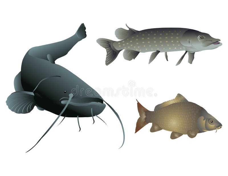 Poissons d'eau douce illustration stock. Illustration du fleuve - 37502847