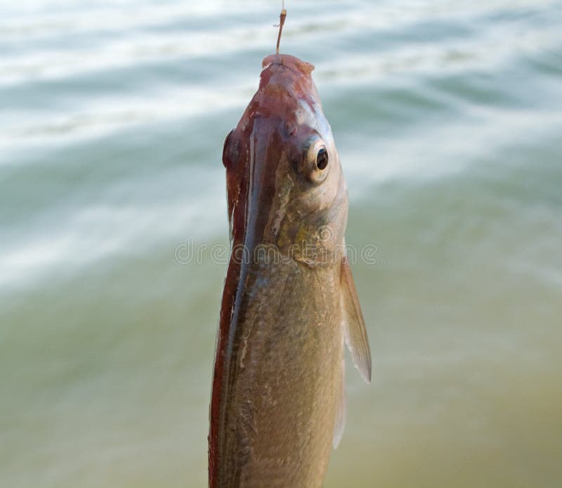 Poissons D'eau Douce (brama D'Abramis) Image stock - Image du fermer ...