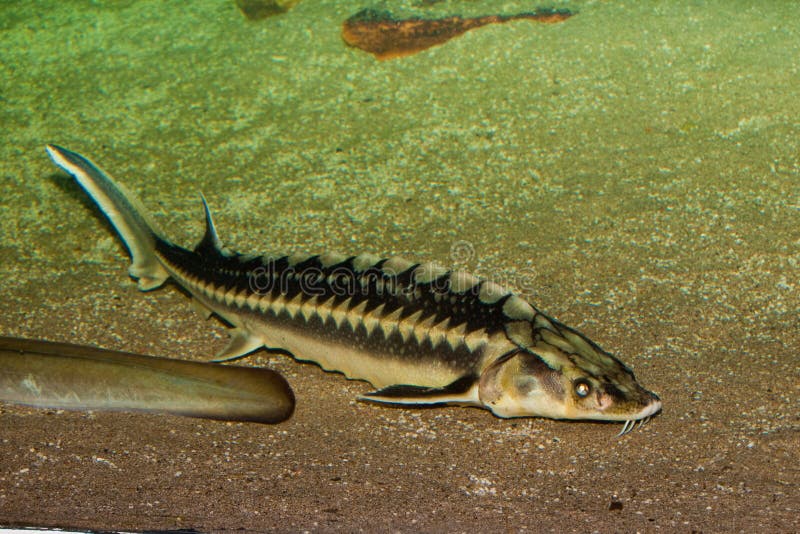 Poissons D'esturgeon De Danube Photo stock - Image du esturgeon, danube ...
