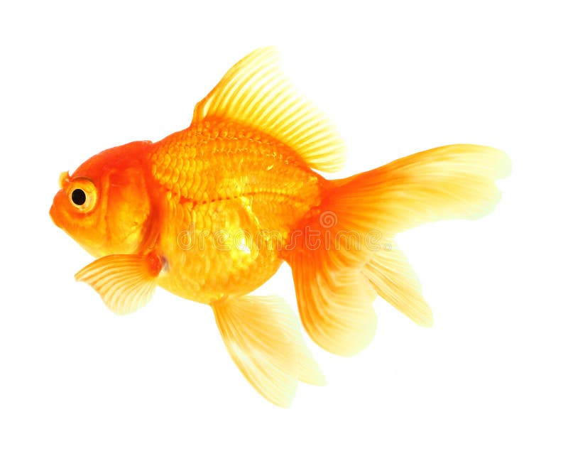 Poissons D'or. Isolement Sur Le Blanc Photo stock - Image du clair ...