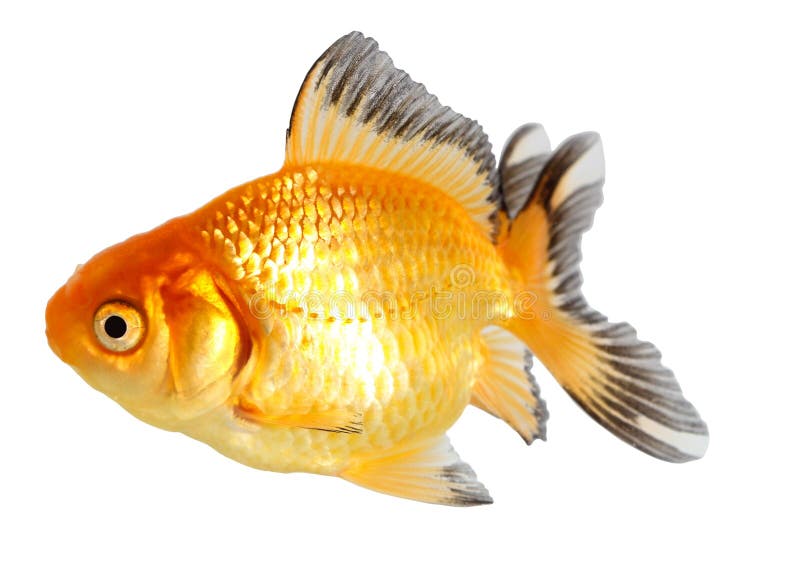 Poissons D'or, Isolement De Poisson Rouge Sur Le Fond Blanc Image stock ...