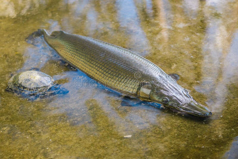 Poissons d'orphie image stock. Image du crocodile, ailette - 91025281