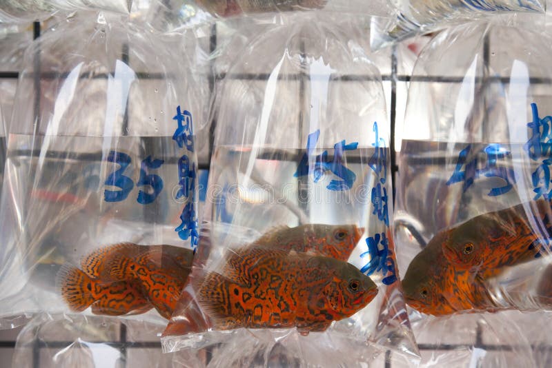 Poissons d'Oscar à vendre image stock. Image du courses - 22293927