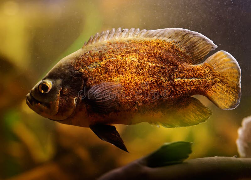 Poissons D'oscar (ocellatus D'Astronotus) Image stock - Image du orange ...
