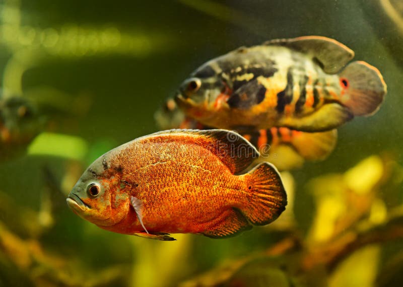 785 Photos de Poissons Oscar - Photos de stock gratuites et libres de ...