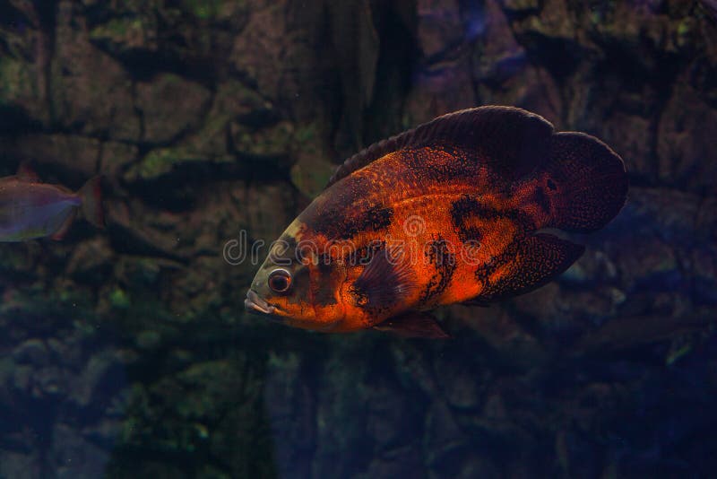 Poissons D'oscar Sous-marins Image stock - Image du tropical, marin ...