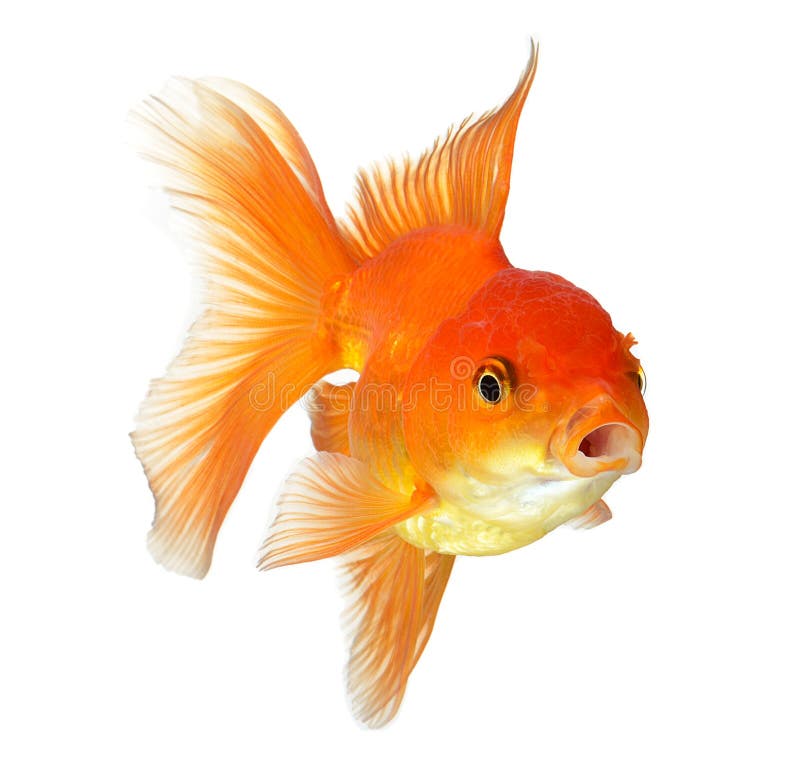 Ensemble De Poisson Rouge Sur Le Fond Blanc Photo stock - Image du fond ...