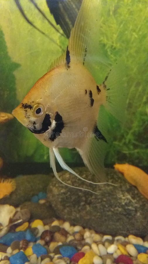 Poissons D'une Grandeur Scalaire Photo stock - Image du réaliste ...