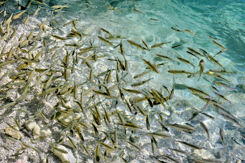 Poissons dans le lac photo stock. Image du océan, plongée - 10671718
