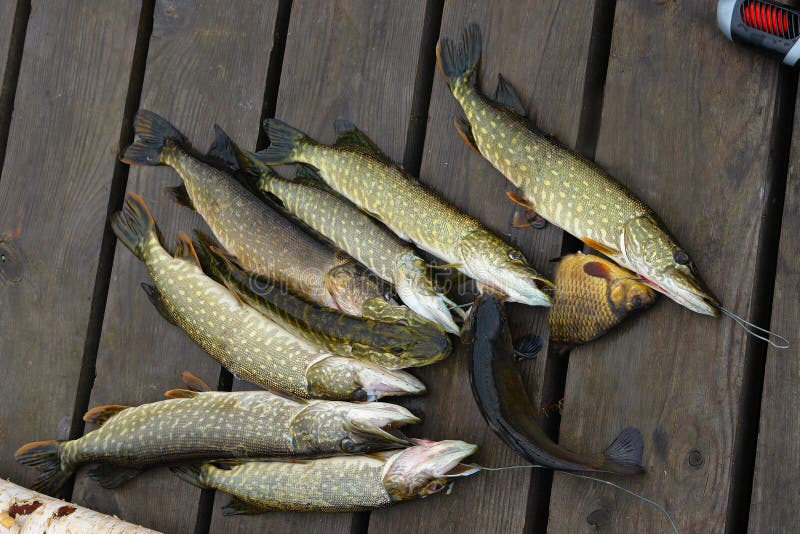 Poissons dans le lac photo stock. Image of aventure, brochet - 60907688