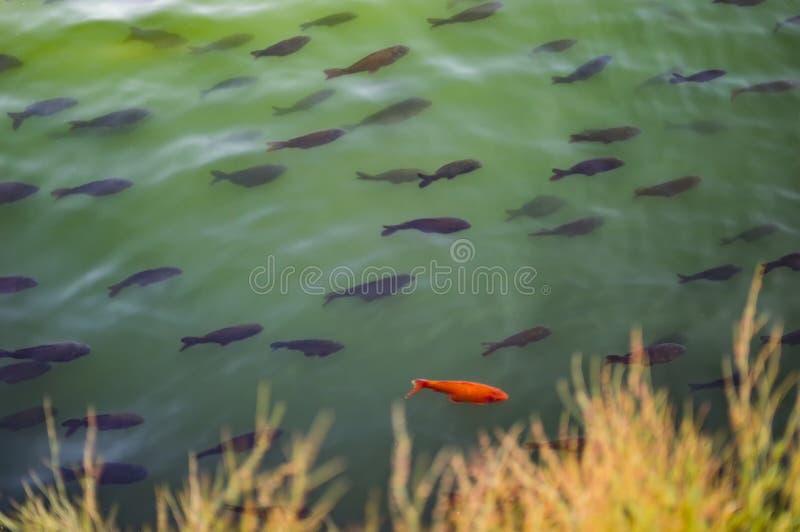 Lac avec des poissons image stock. Image du extérieur - 6268441