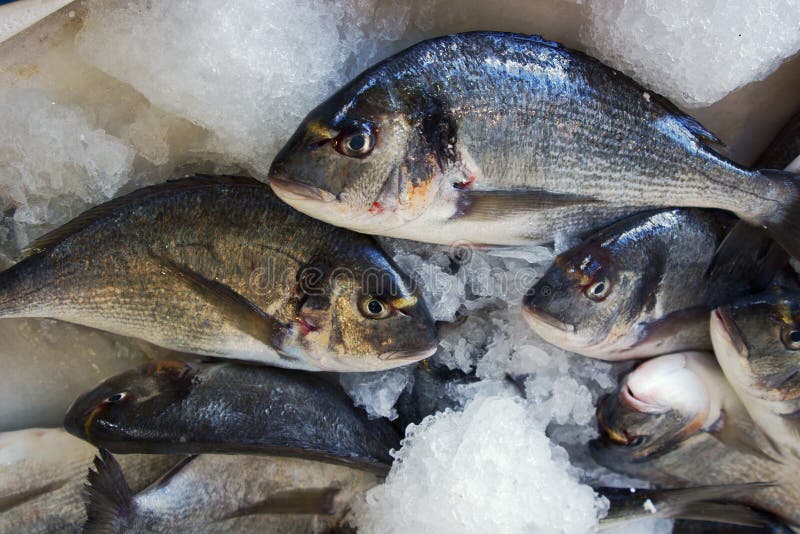 Poissons Dans Le Poissonnier Image stock - Image du système ...