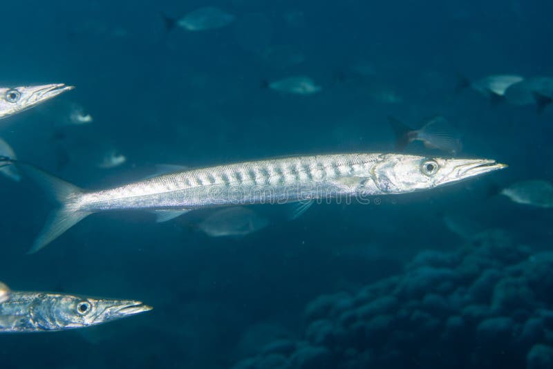 Poissons De Barracuda Sous-marins Image stock - Image du malaisie, ange ...