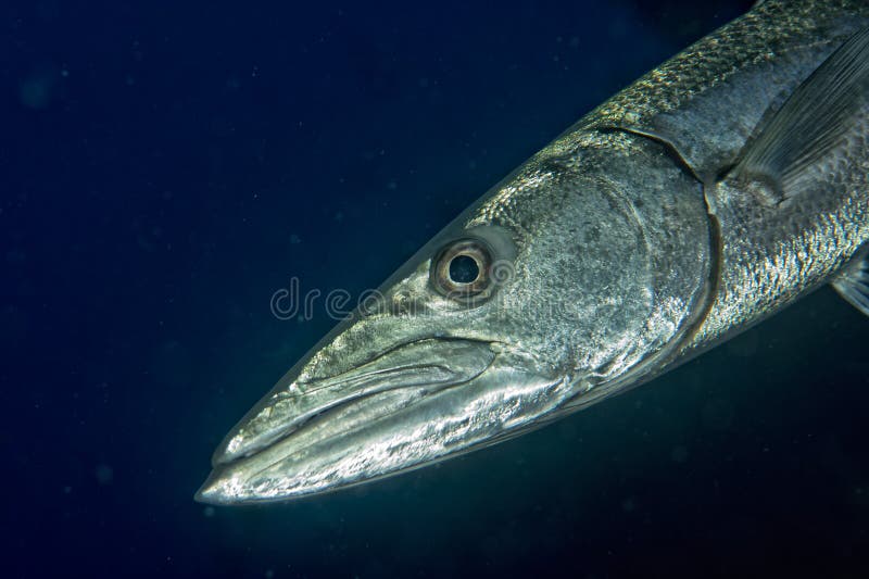 Poissons De Barracuda Sous-marins Image stock - Image du bleu, tuyau ...
