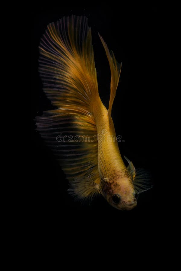 Poissons de Betta image stock. Image du nature, combat - 70849403
