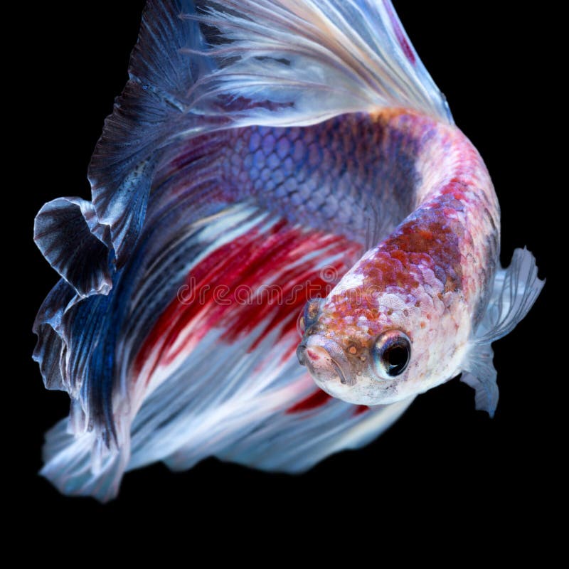 Poissons Rouges De Betta Sur Le Fond Blanc Photo stock - Image of ...