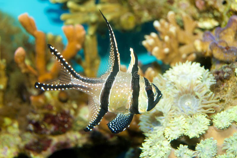 Poissons cardinaux image stock. Image du poissons, cardinal - 2246217