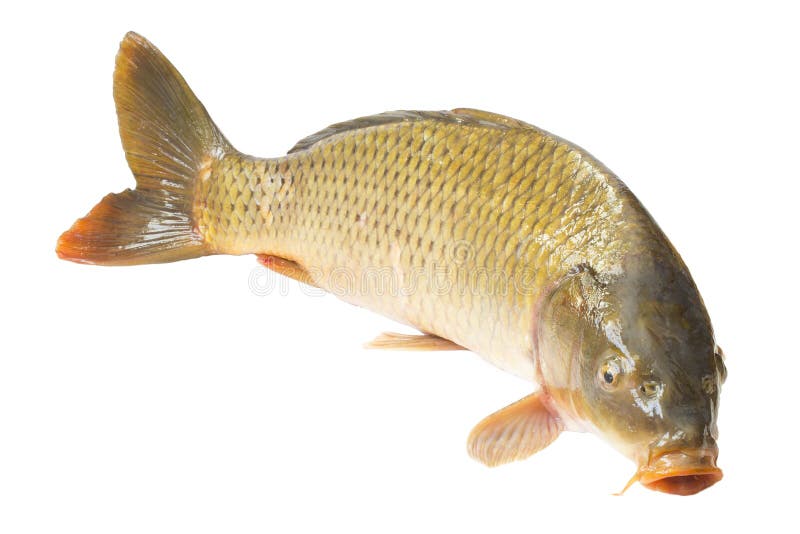 Poissons de carpe photo stock. Image du grand, extérieur - 28747536