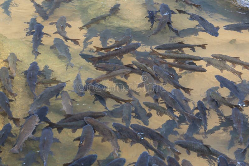 Poissons De Cascade De Carpe De Ruisseau De Soro Image stock - Image of ...