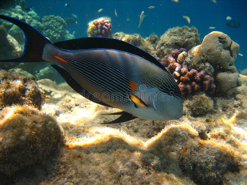 Poissons De Chirurgien (brevirostris De Naso) - La Mer Rouge Image ...