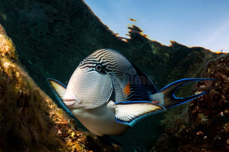 Poissons De Chirurgien (Acanthurus Sohal) Photo stock - Image du durée ...