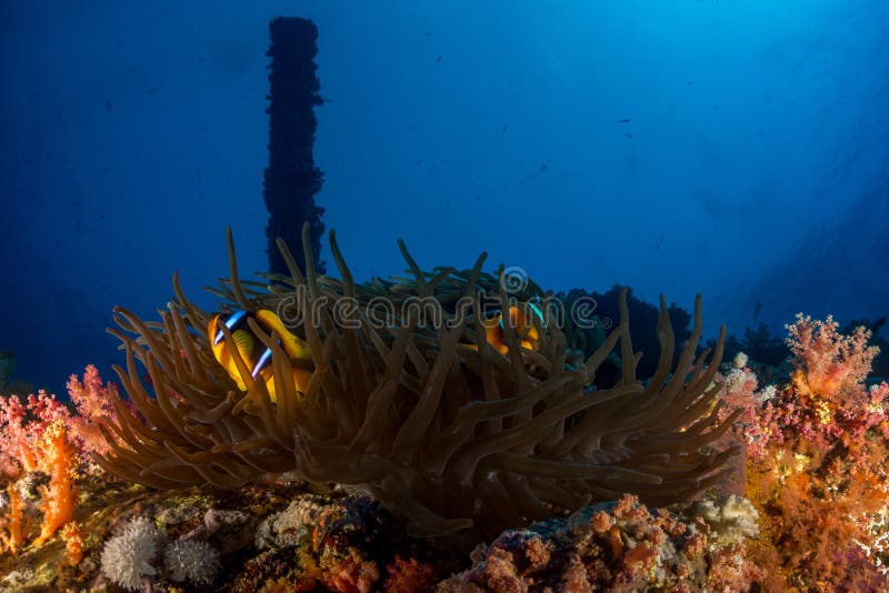 Poissons De Clown En Mer Rouge Photo stock - Image du aquarium, pitre ...