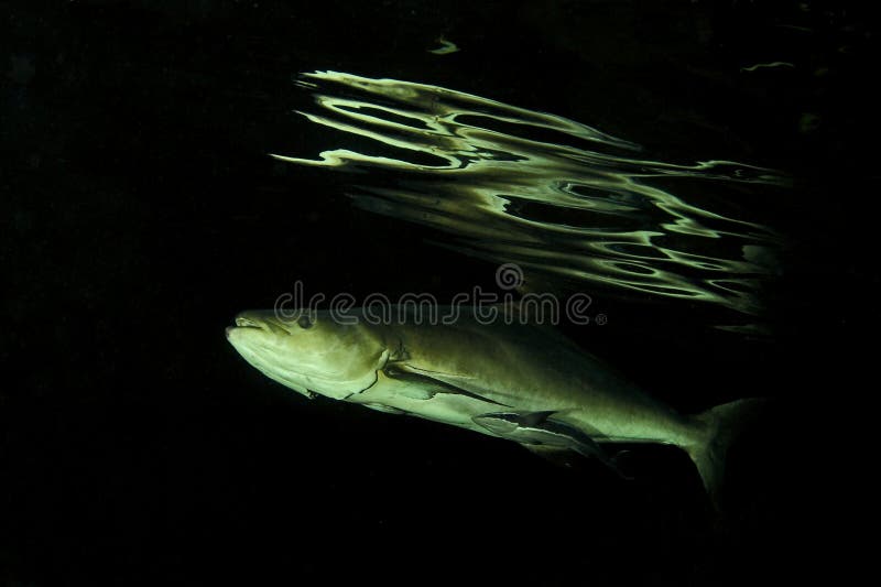 Poissons de Cobia image stock. Image du durée, faune - 15560711