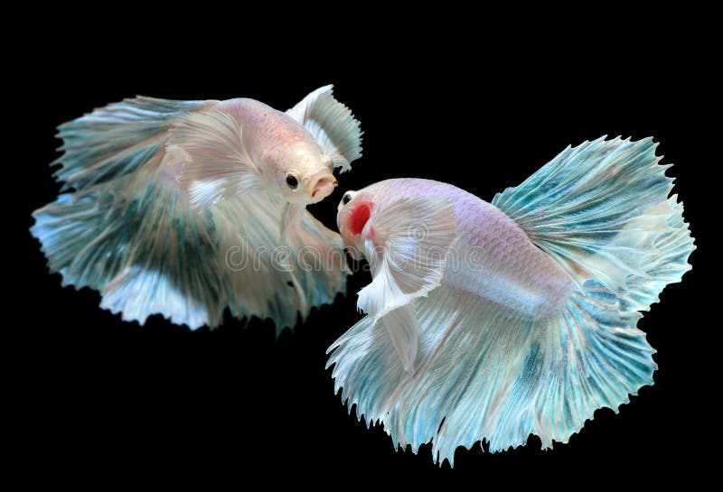Poissons De Combat De Betta Ou De Saimese Photo stock - Image du ...