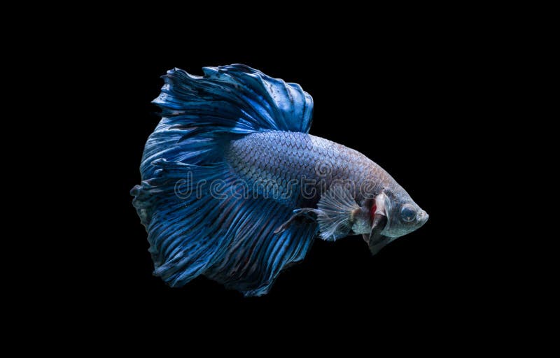 Poissons De Combat Siamois Bleus, Splendens De Betta D'isolement Photo ...