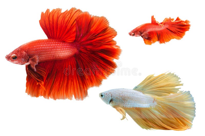 Collection De Poissons Siamois Combattants, De Poissons Betta Rouges ...