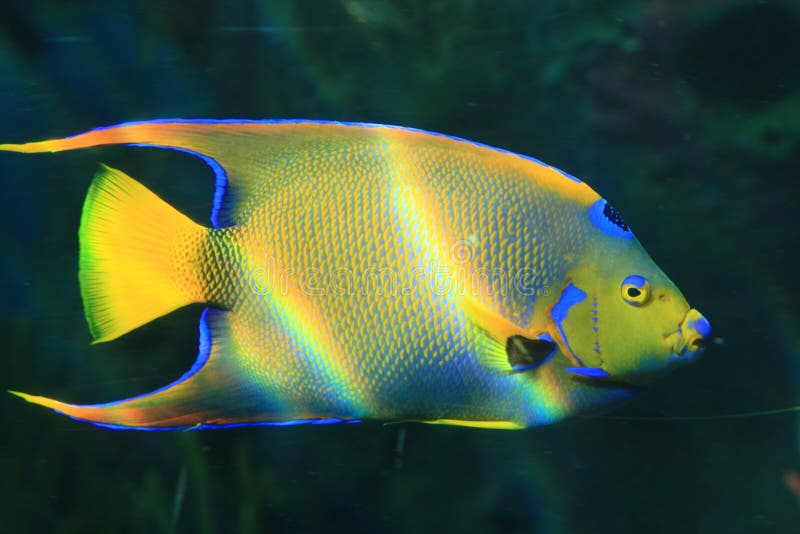 Un Poisson De Corail En Mer Rouge Photo stock - Image du marin, roche ...