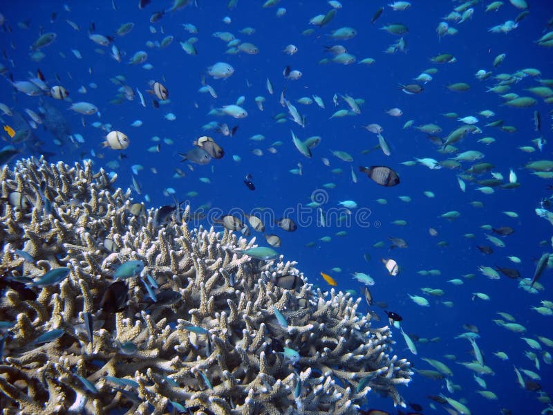 Poissons De Corail De Colonie Et De Corail. Photo stock - Image du ...