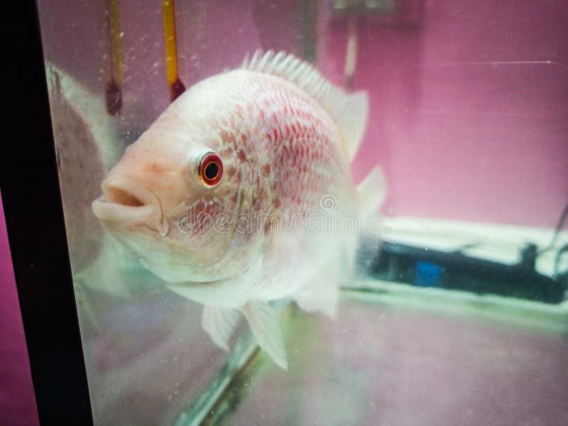 Poissons De Corne De Fleurs- Affaiblisseur Bas D'or Photo stock - Image ...