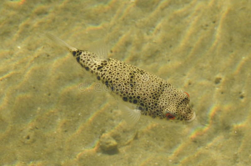 Poissons de crapaud photo stock. Image du mortel, repèré - 101204122