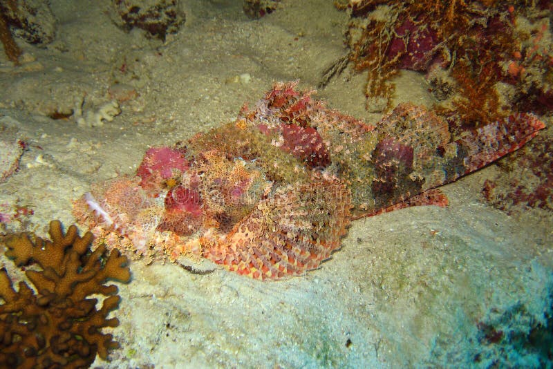 Poissons De Crocodile, La Mer Rouge, Egypte Photo stock - Image of aqua ...