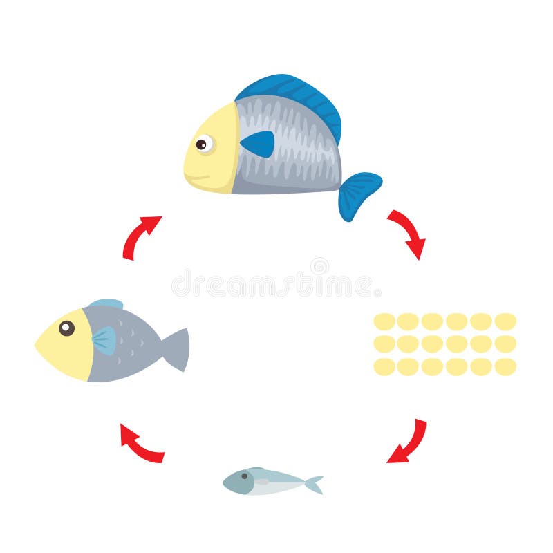 Cycle de vie des poissons illustration de vecteur. Illustration du ...