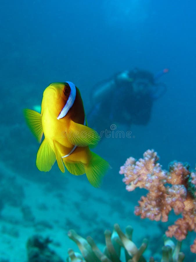 Poissons De Demoiselle En Mer Rouge Image stock - Image du profondément ...