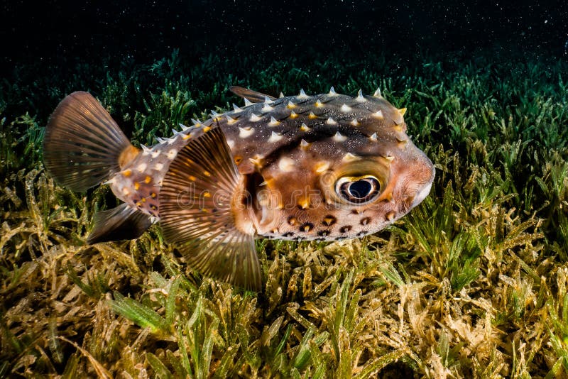Poissons De Diodon En Mer Rouge Photo stock - Image du couleur ...