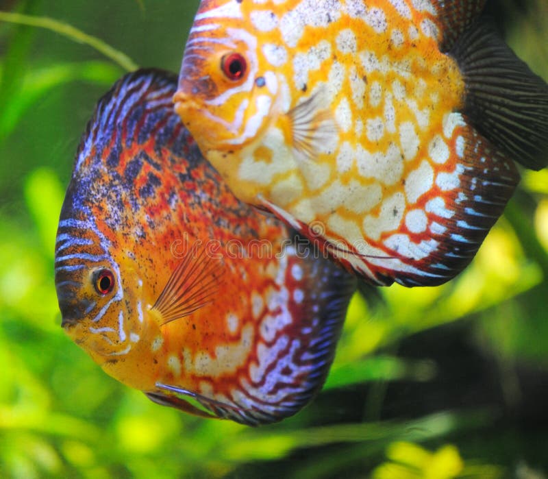 Poissons D'aquarium De Disque Image stock - Image du orange, pompadour ...