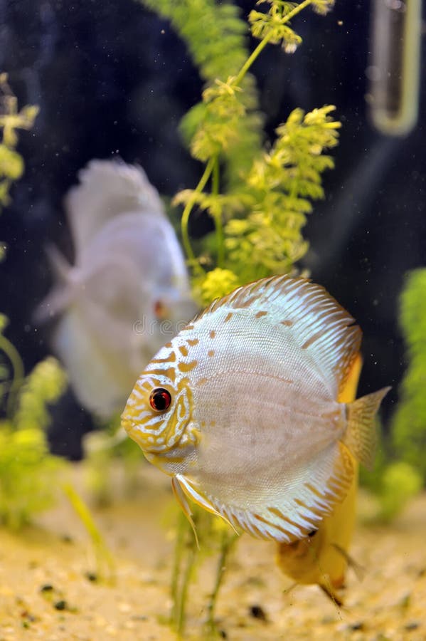 Paires De Disque - Poissons Tropicaux D'aquarium Photo stock - Image du ...