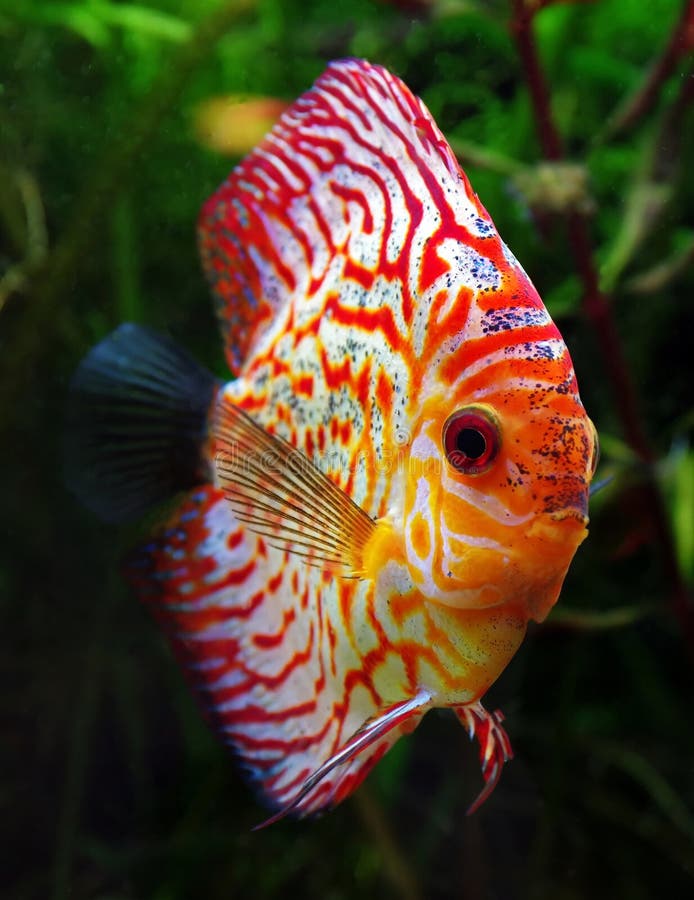 Poissons De Disque Image. Image: 2371830